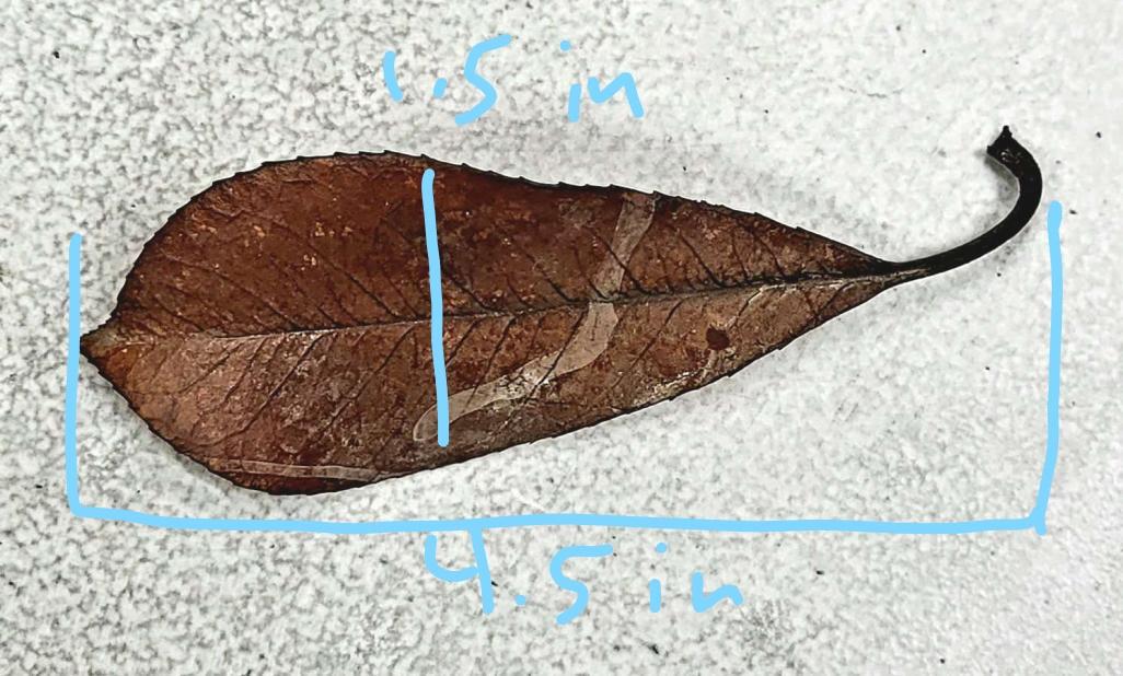 Solved Approximate the area of your shape using rectangles | Chegg.com