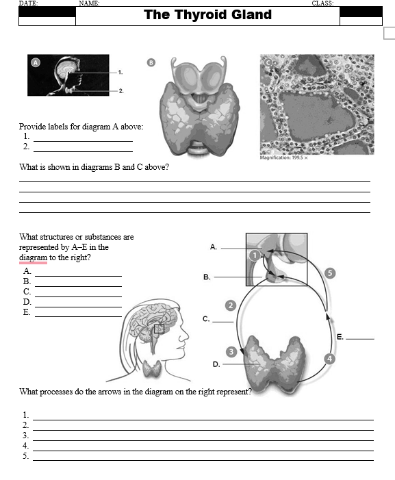 Solved Provide labels for diagram A above: 1. 2. What is | Chegg.com