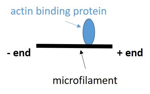 Solved In which direction will the actin binding protein | Chegg.com