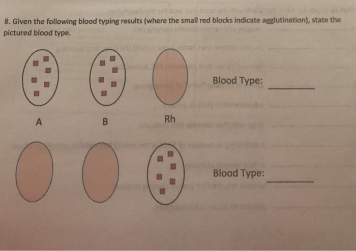 Solved 8. Given the following blood typing results (where | Chegg.com