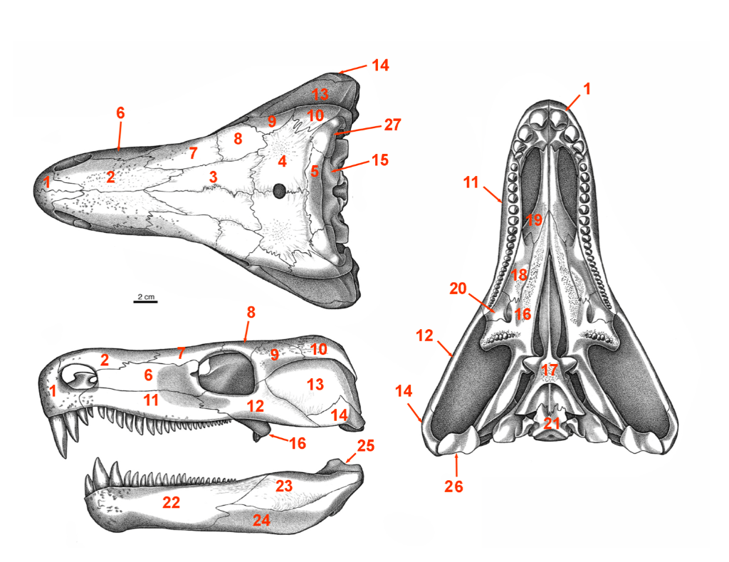 Solved The image provided is a diagrammatic illustration of | Chegg.com