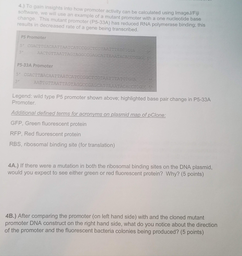 Solved 4.) To gain nsights into how promoter activity can be | Chegg.com