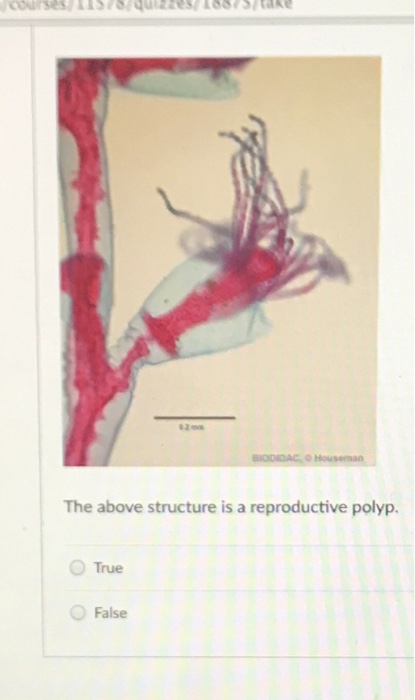 Solved 2 m The above structure is a reproductive polyp. O | Chegg.com