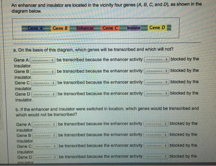 Solved An enhancer and insulator are located in the vicinity | Chegg.com