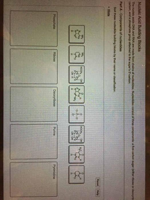 Solved Nucleic Acid Building Blocks The nucleic acids DNA | Chegg.com
