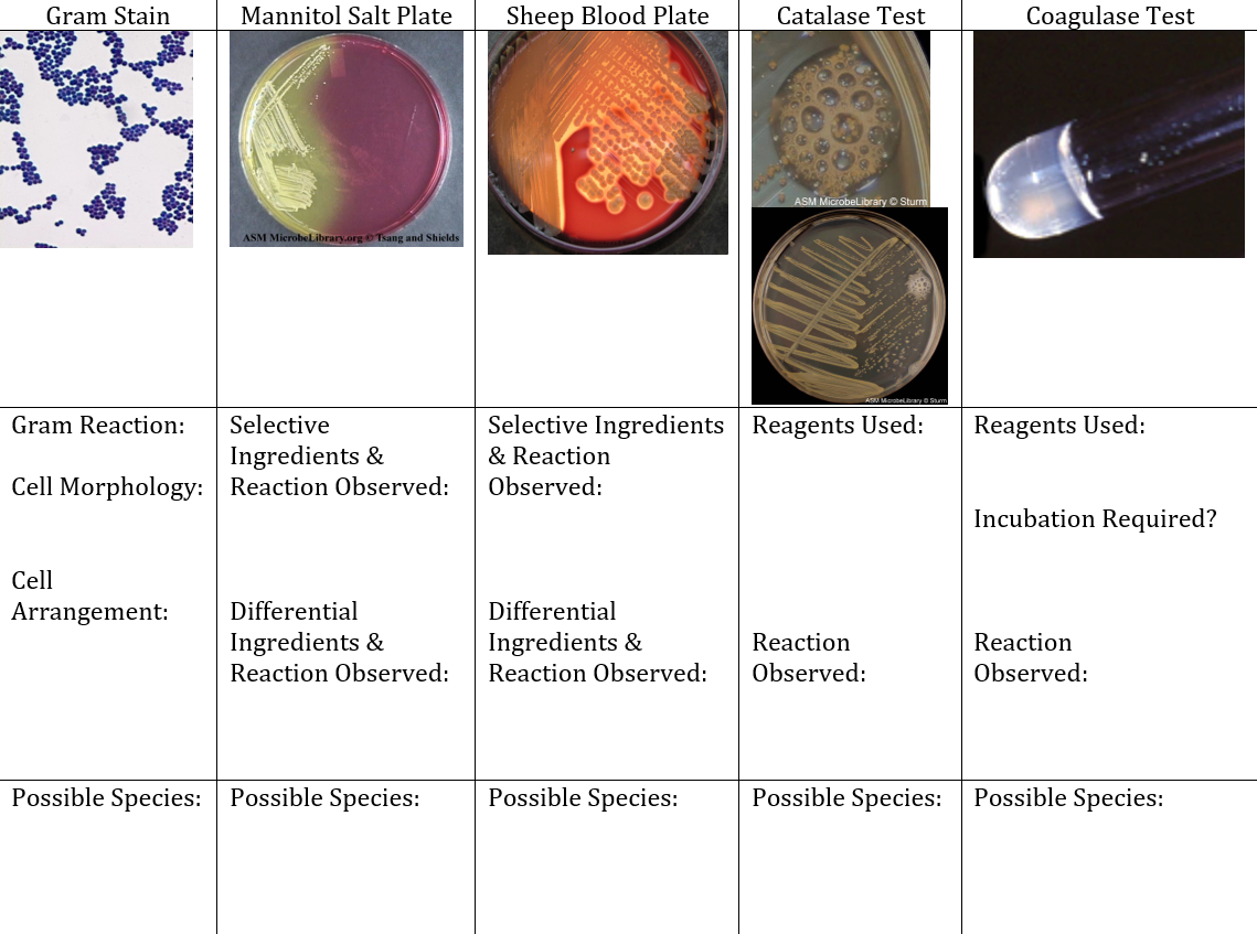 Solved Gram Stain Mannitol Salt Plate Sheep Blood Plate | Chegg.com
