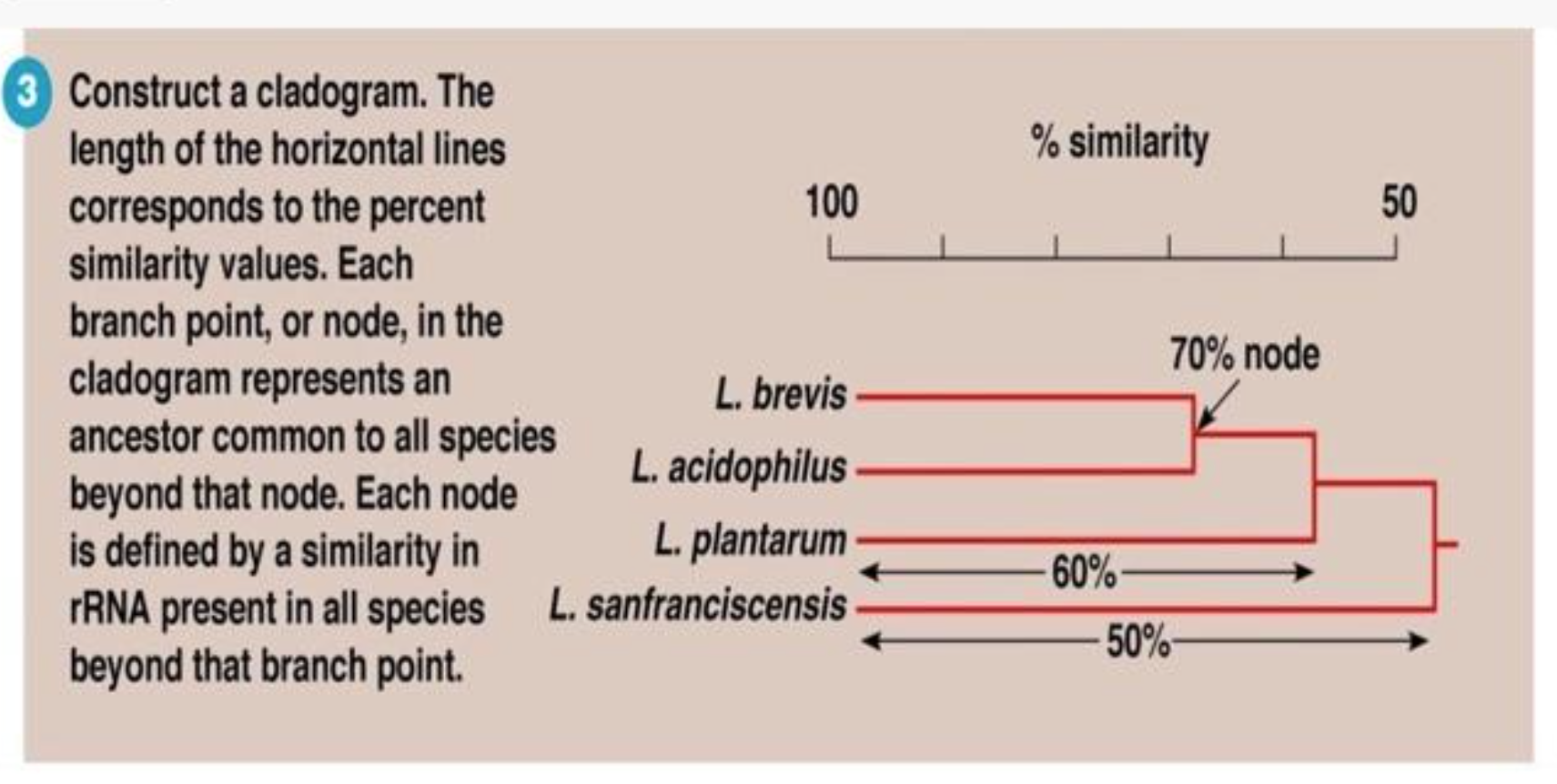 Solved Construct a cladogram. The length of the horizontal | Chegg.com