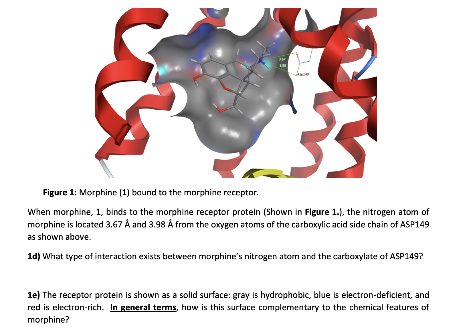 Solved Figure 1: Morphine (1) bound to the morphine | Chegg.com