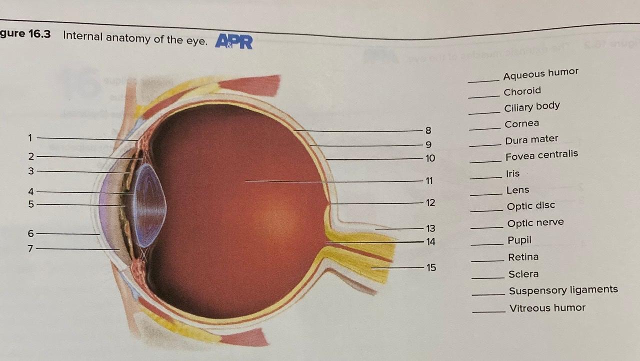 Solved gure 16.3 Internal anatomy of the eye. Aqueous humor | Chegg.com