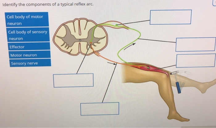 Solved Identify the components of a typical reflex arc. Cell | Chegg.com Solved Identify the components of a typical reflex arc. Cell | Chegg.com
