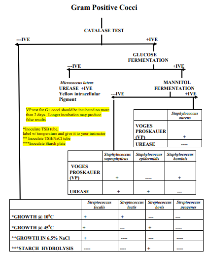 Solved You will be given two organisms is a gram-positive | Chegg.com