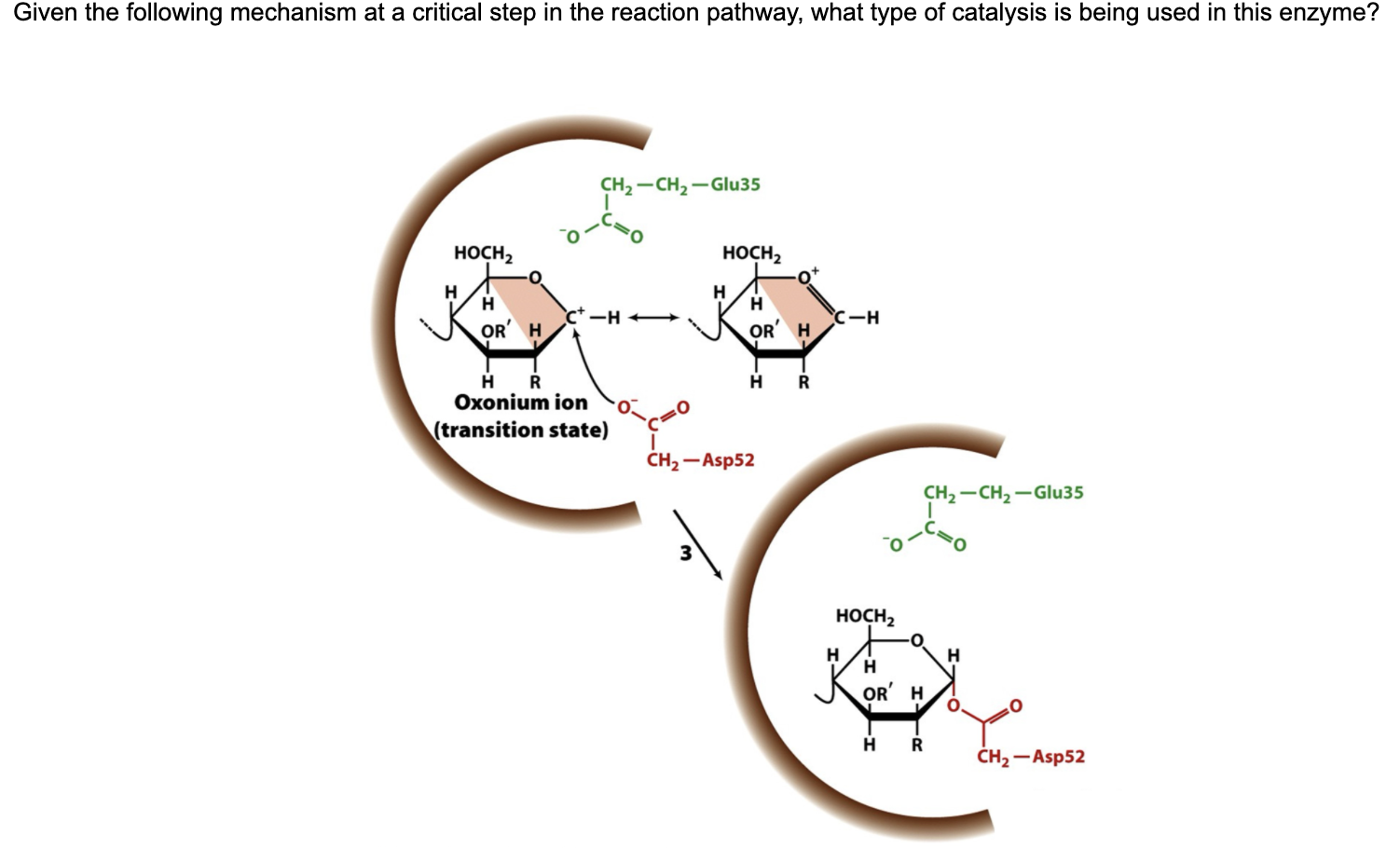 Solved A. Covalent catalysis B. Metal catalysis C. General | Chegg.com