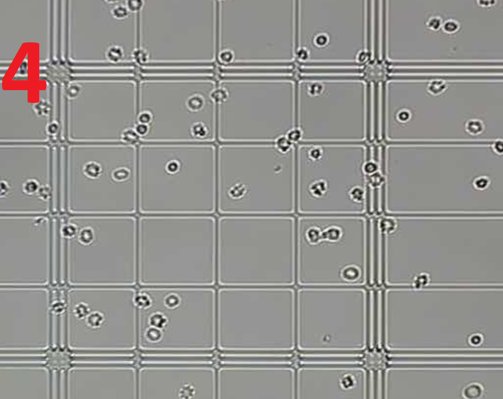 Part One Hemocytometer Cell Count A Count The