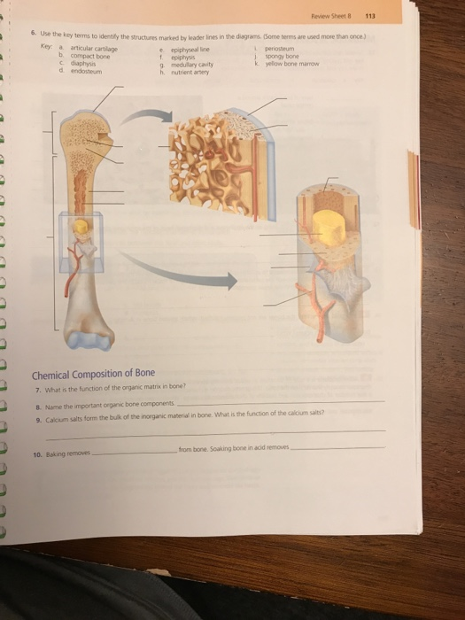 Solved Review Sheet 8113 the key terms to identily the | Chegg.com