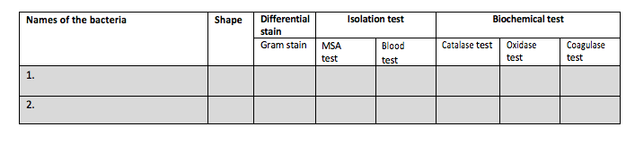 Solved Unknown F Gram Stain MSA Test Blood Test her Catalase | Chegg.com