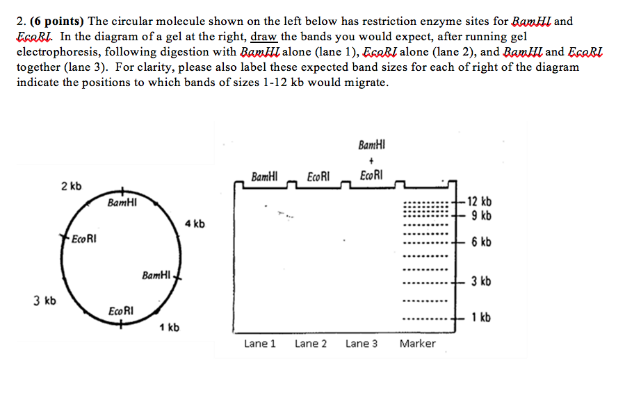 Solved The circular molecule shown on the left below has | Chegg.com