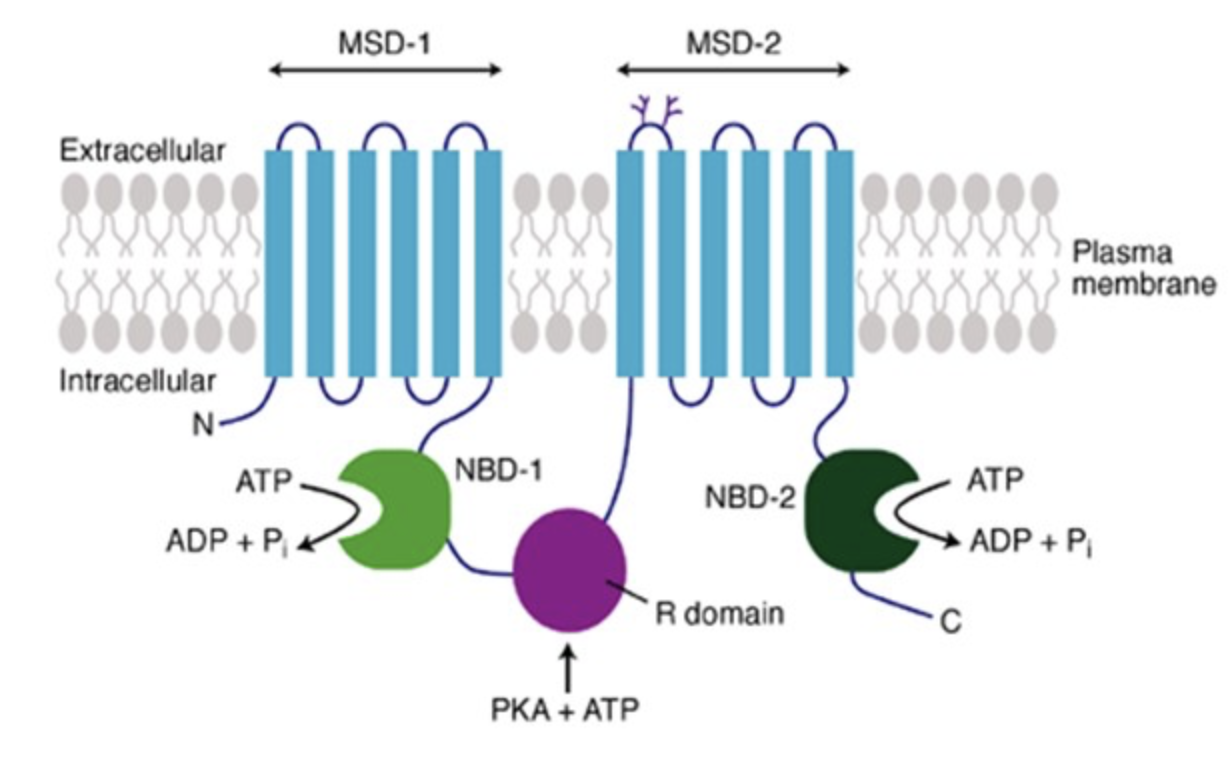 MSD-1 MSD-2 Extracellular Plasma membrane | Chegg.com
