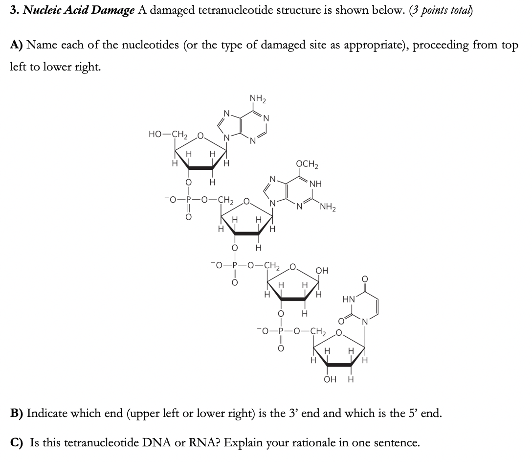 Solved 3. Nucleic Acid Damage A damaged tetranucleotide | Chegg.com