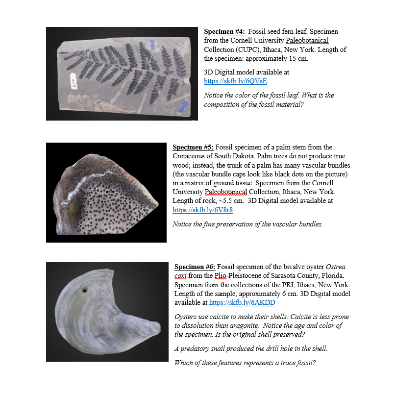 Specimen #1: Marine coprolite (reptile or fish) from | Chegg.com