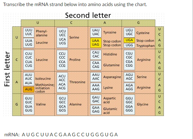 Solved Transcribe the mRNA strand below into amino acids | Chegg.com