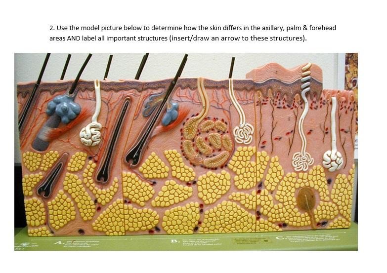 Solved 2. Use the model picture below to determine how the | Chegg.com