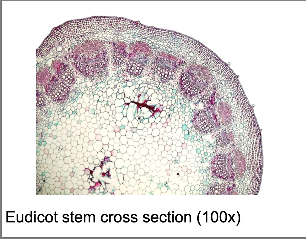 Solved 3. Use the eudicot and monocot stem cross sections at | Chegg.com