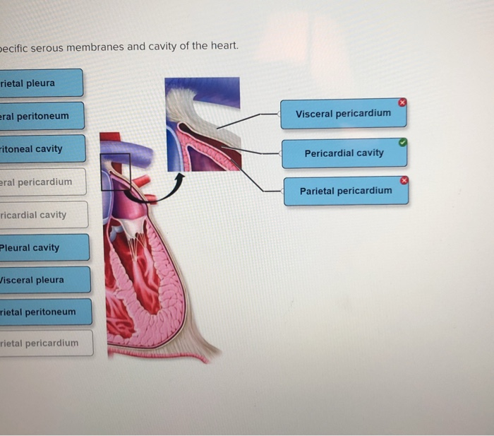 Solved Match the directional term to its correct definition | Chegg.com