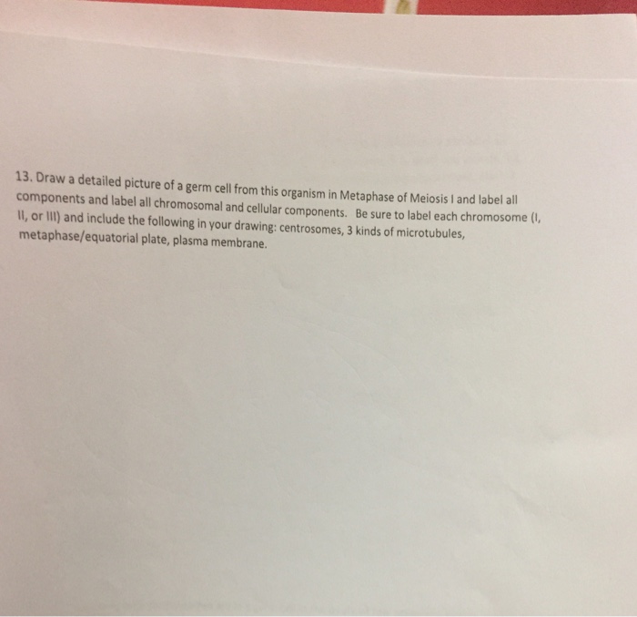 13. Draw a detailed picture of a germ cell from this | Chegg.com