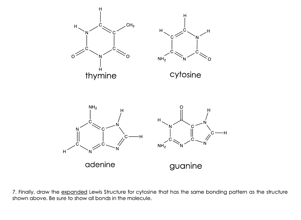Solved B. Parts of the DNA Molecule The deoxyribonucleic | Chegg.com