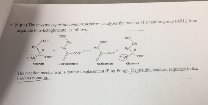 Solved E. (6 pts) The enzyme aspartate aminotransferase | Chegg.com
