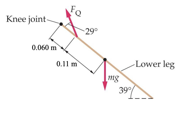 Solved 1. What is the torque on the lower leg due to the | Chegg.com