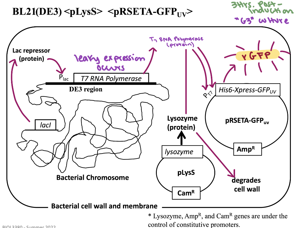 Solved BL21(DE3) Lac repressor (protein) lacl leaky | Chegg.com