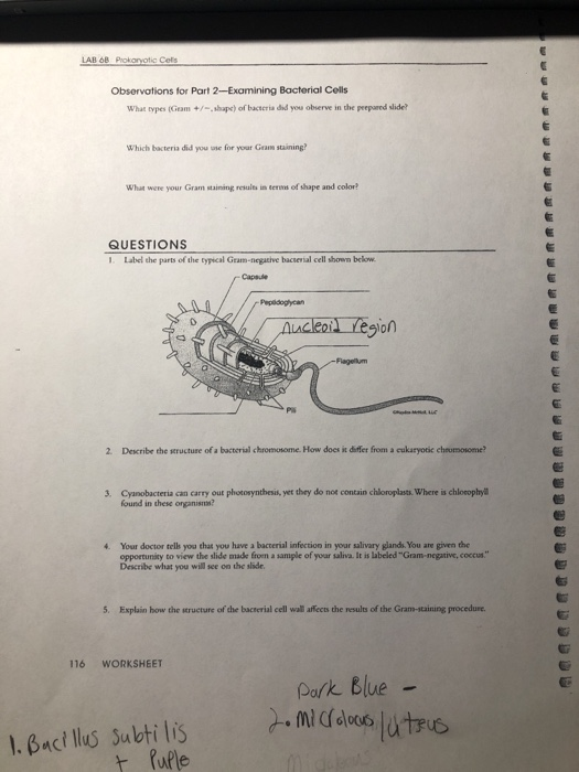 Solved LAB óB Prokorvotio Cells Observations for Part | Chegg.com