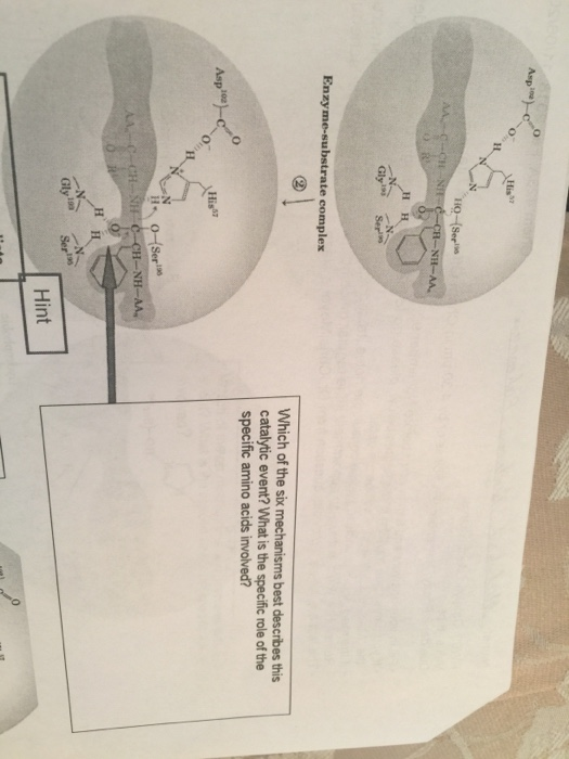 Solved Gly Ser Enzyme-substrate complex Which of the six | Chegg.com
