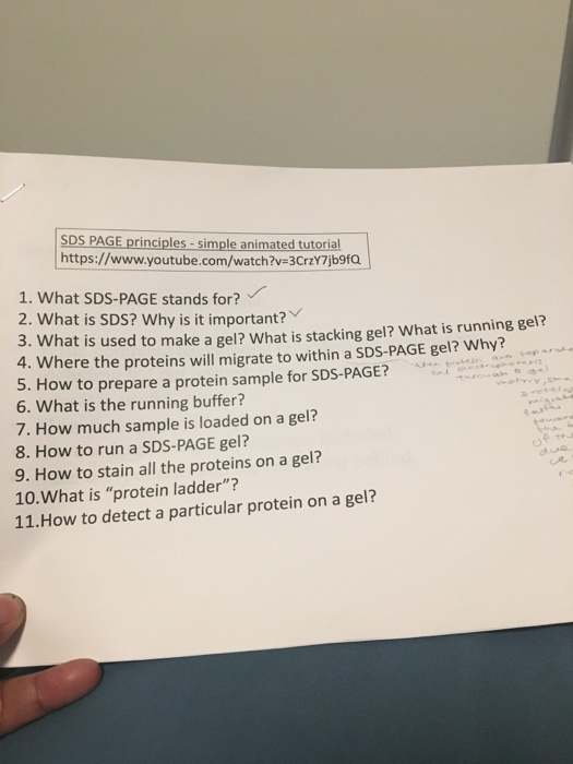Solved SDS PAGE principles- simple animated tutorial | Chegg.com