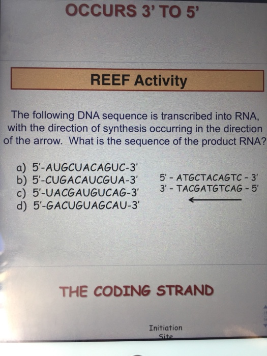 Solved The following DNA sequence is transcribed into RNA, | Chegg.com