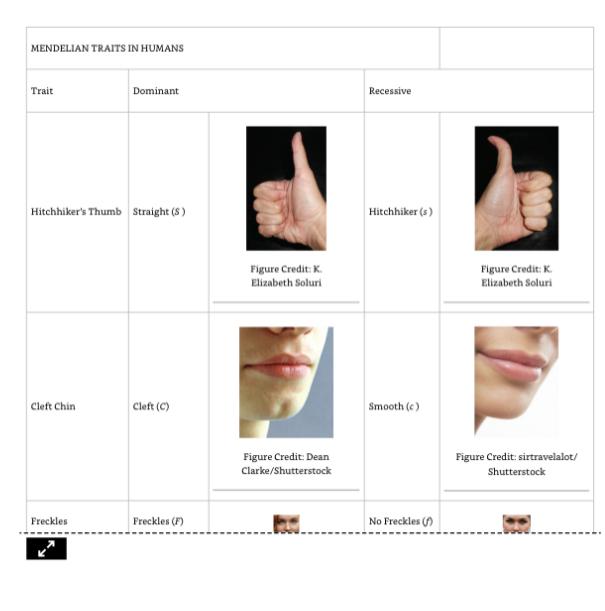 Solved EXERCISE 5 MENDELIAN TRAITS IN HUMANS 1 While most | Chegg.com