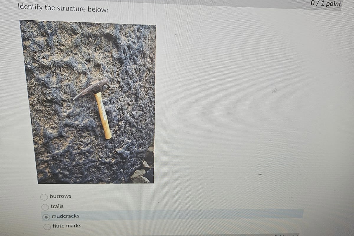 Solved Identify the structure below: laminations | Chegg.com