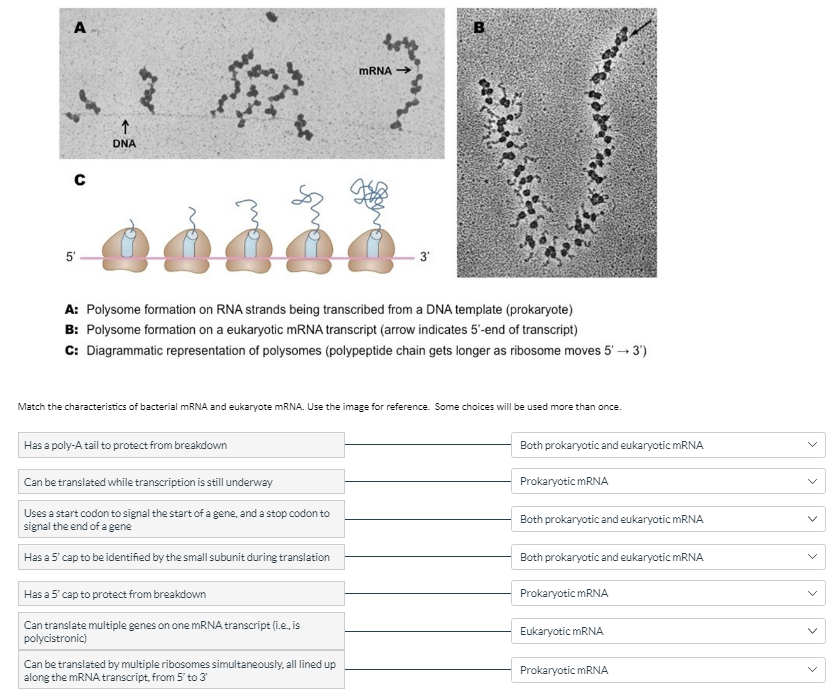 Solved A: Polysome formation on RNA strands being | Chegg.com