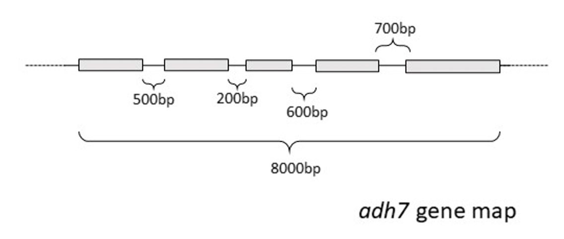 Solved The genetic map of the adh7 gene is as follows: To | Chegg.com