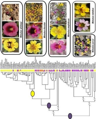 Solved ) Below is shown a phylogenetic tree of Mimulus | Chegg.com