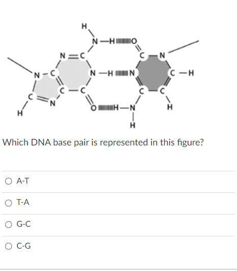 Which DNA base pair is represented in this figure? a | Chegg.com