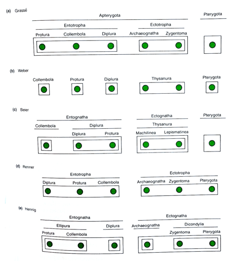Solved Sketch a cladogram that corresponds to the groupings | Chegg.com