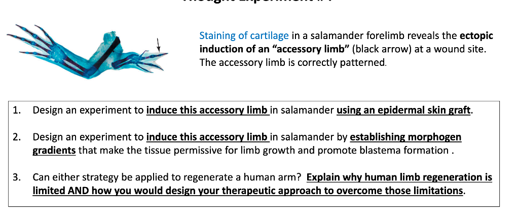 Solved Staining of cartilage in a salamander forelimb | Chegg.com