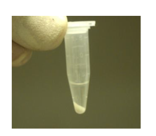 Solved This is a picture of a 1.5 mL tube containing | Chegg.com