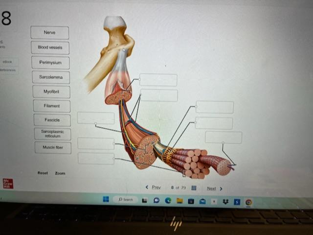 Label the structures found within a skeletal muscle | Chegg.com