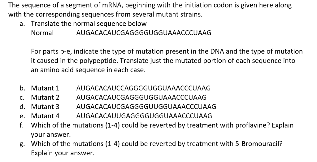 Solved The sequence of a segment of mRNA, beginning with the | Chegg.com