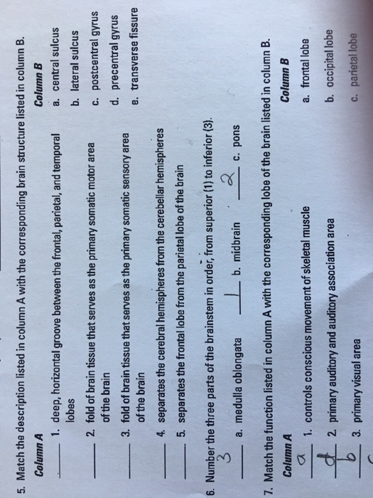 Solved 5. Match the description listed in column A with the | Chegg.com