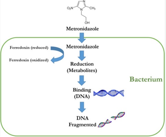 Solved Metronidazole Ferredoxin (reduced) Metronidazole | Chegg.com