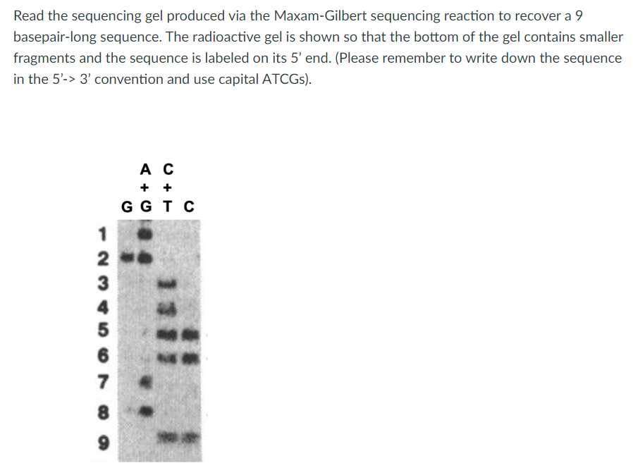 Solved Read the sequencing gel produced via the | Chegg.com